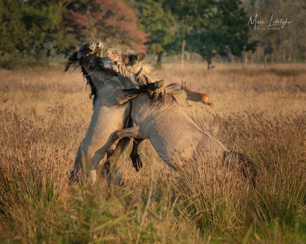 Die Rangordnung der Pferde | Marc Lubetzki - Wildpferde